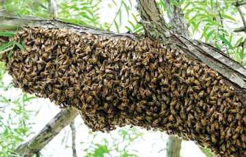 Tanzania Forest Services Agency